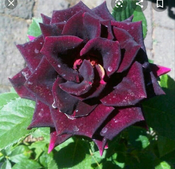 Biologi MAN 1 Mojokerto: Klasifikasi Bunga Mawar by : Izzah Septy ~ x ...