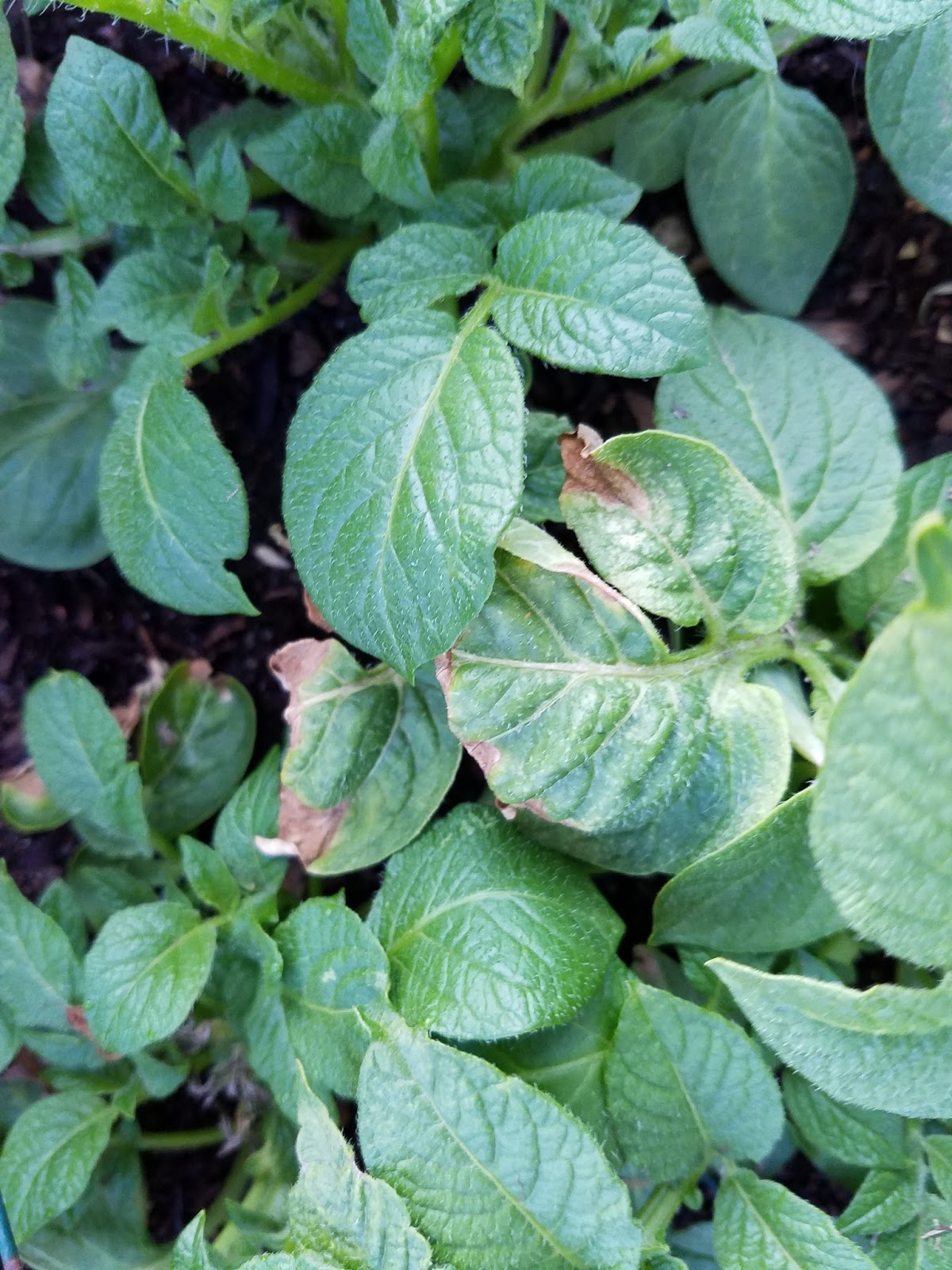 CO-Horts: April Frost brings May concerns