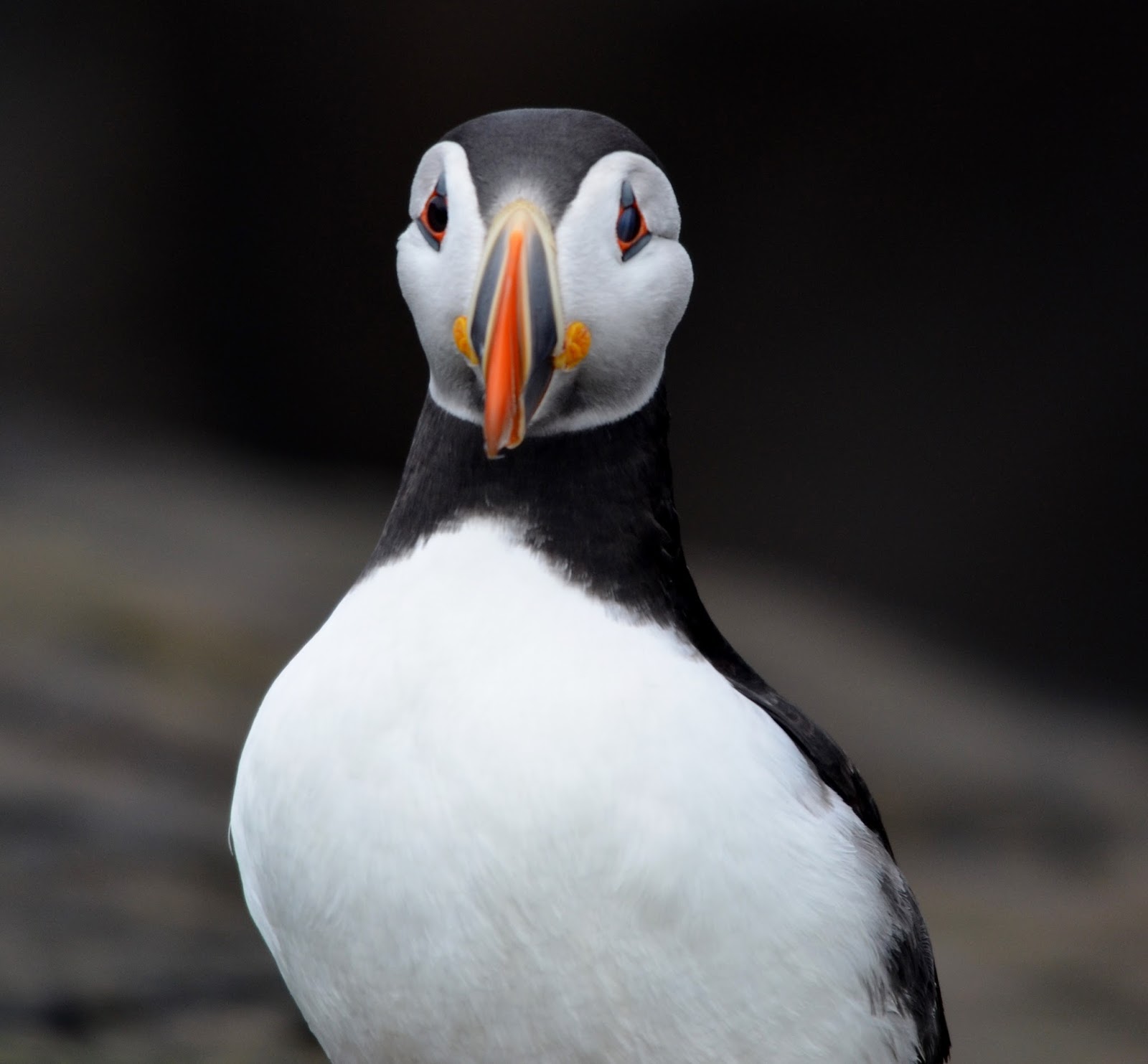 Pufflings are a coming - Serenity Farne Islands Boat Tours and Trips