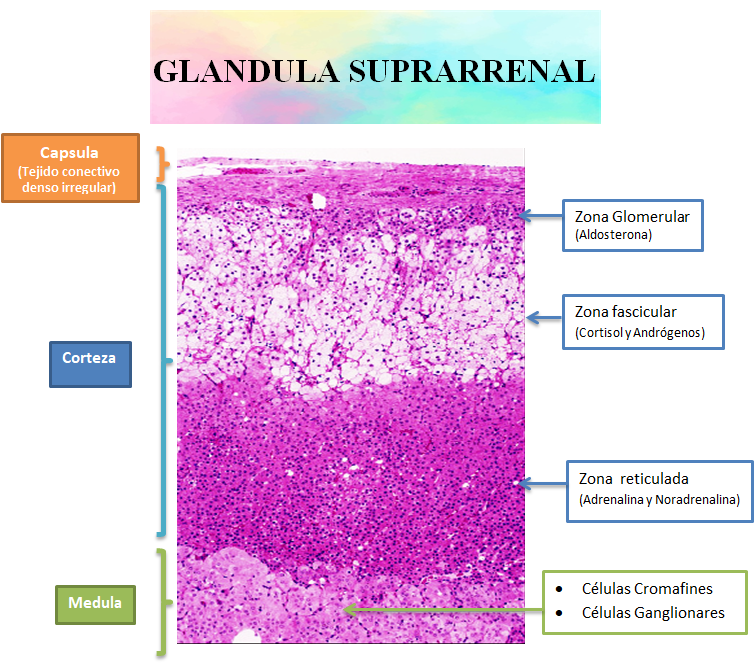 Histología de la Glándula Suprarrenal