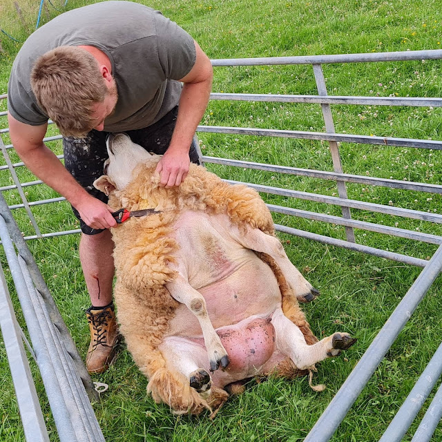 An English Homestead: Hand Clipping Sheep