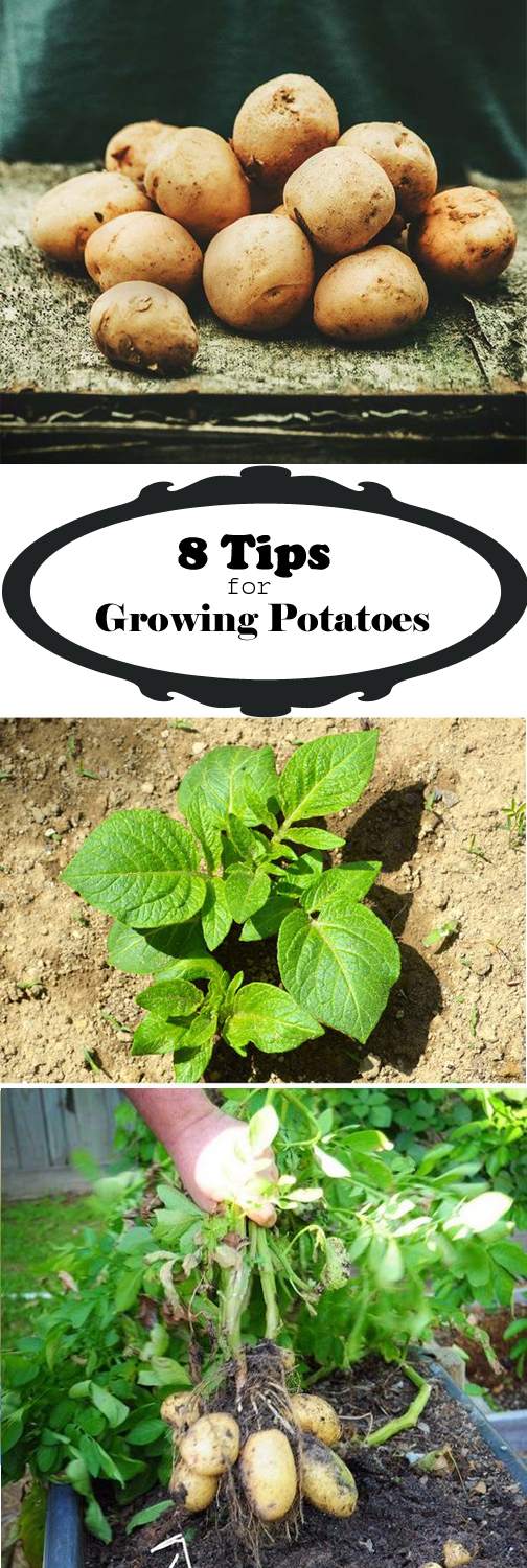 8 Tips for Growing Potatoes