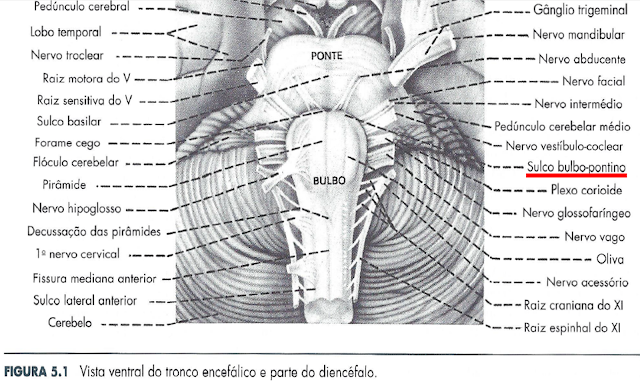 Plantando Ciência: Introdução à Neuroanatomia: Tronco Encefálico