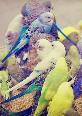 Parakeets ~ Stunning nature