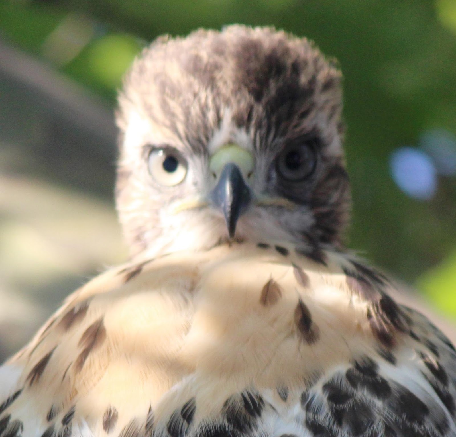 Hawkwatch at the Franklin Institute: And two more successful fledges!
