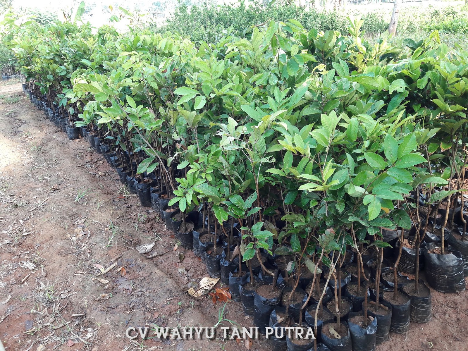 Bibit Rambutan Rapiah Hasil Okulasi Tinggi 1 Meter | CV. WAHYU TANI PUTRA Bibit Rambutan Rapiah Hasil Okulasi Tinggi 1 Meter | CV. WAHYU TANI PUTRA