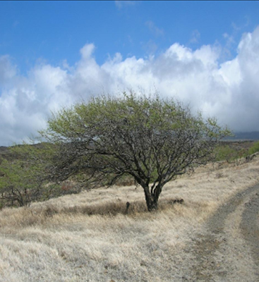 fauna y flora tumbesina: Flora de Tumbes