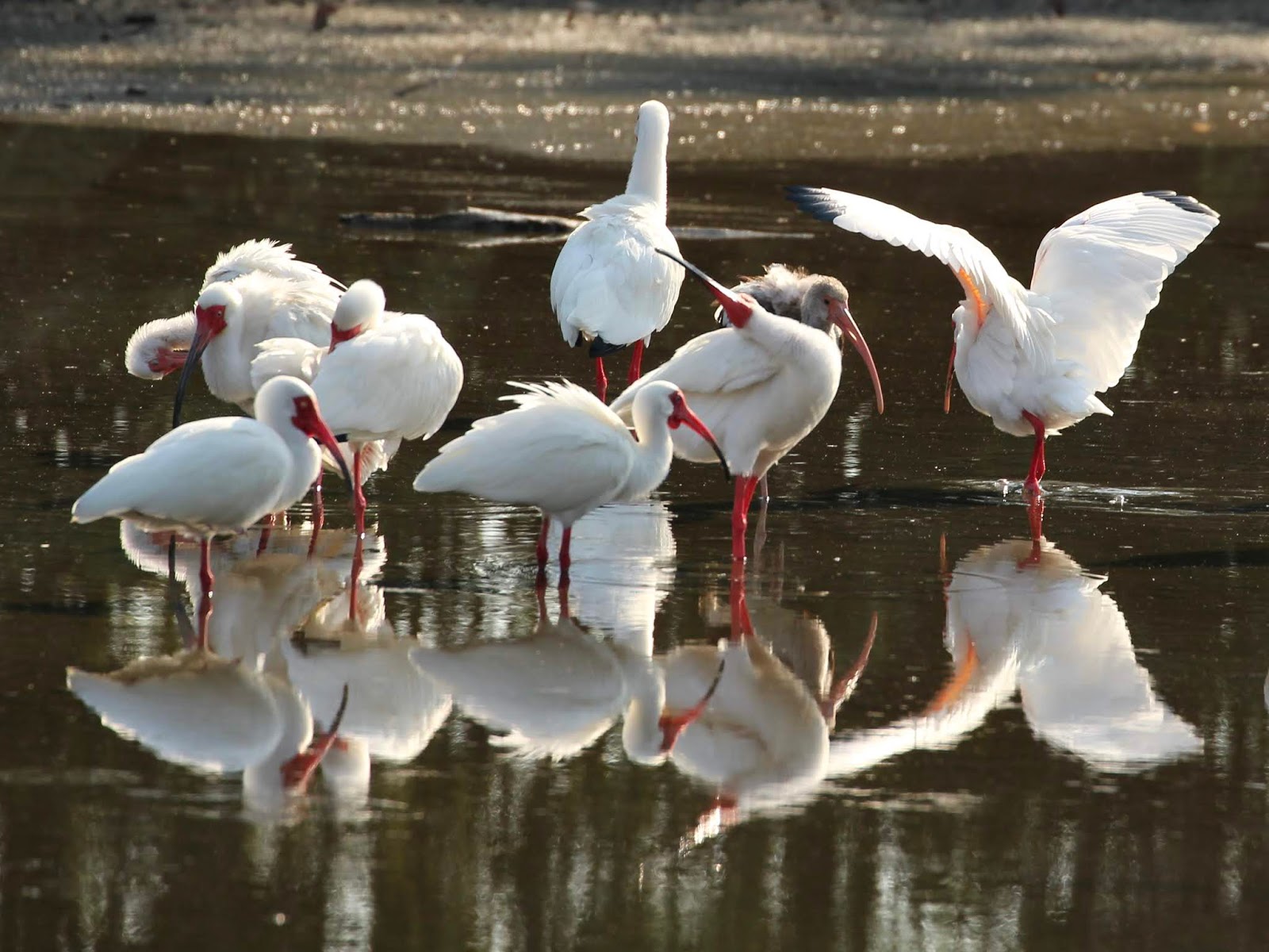 Southwest Daily Images: Ibises