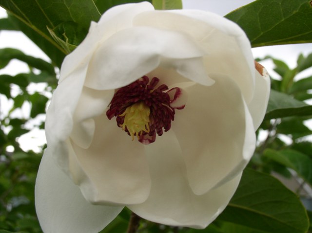 Pollinators: Magnolias and Beetle Pollination