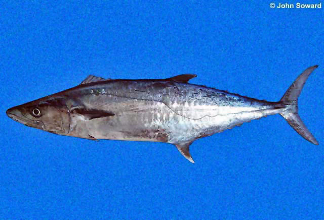 Peixe Cavala Verdadeira | Scomberomorus cavalla