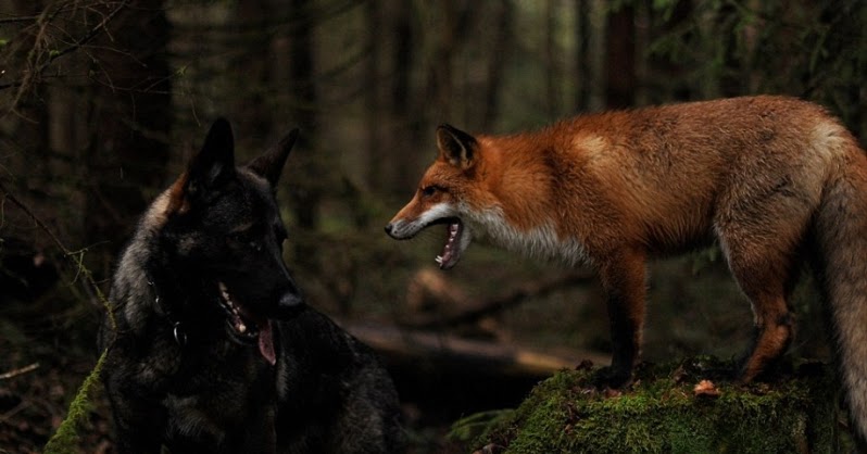White Wolf : Adorable friendship between a wild fox and a dog in the ...