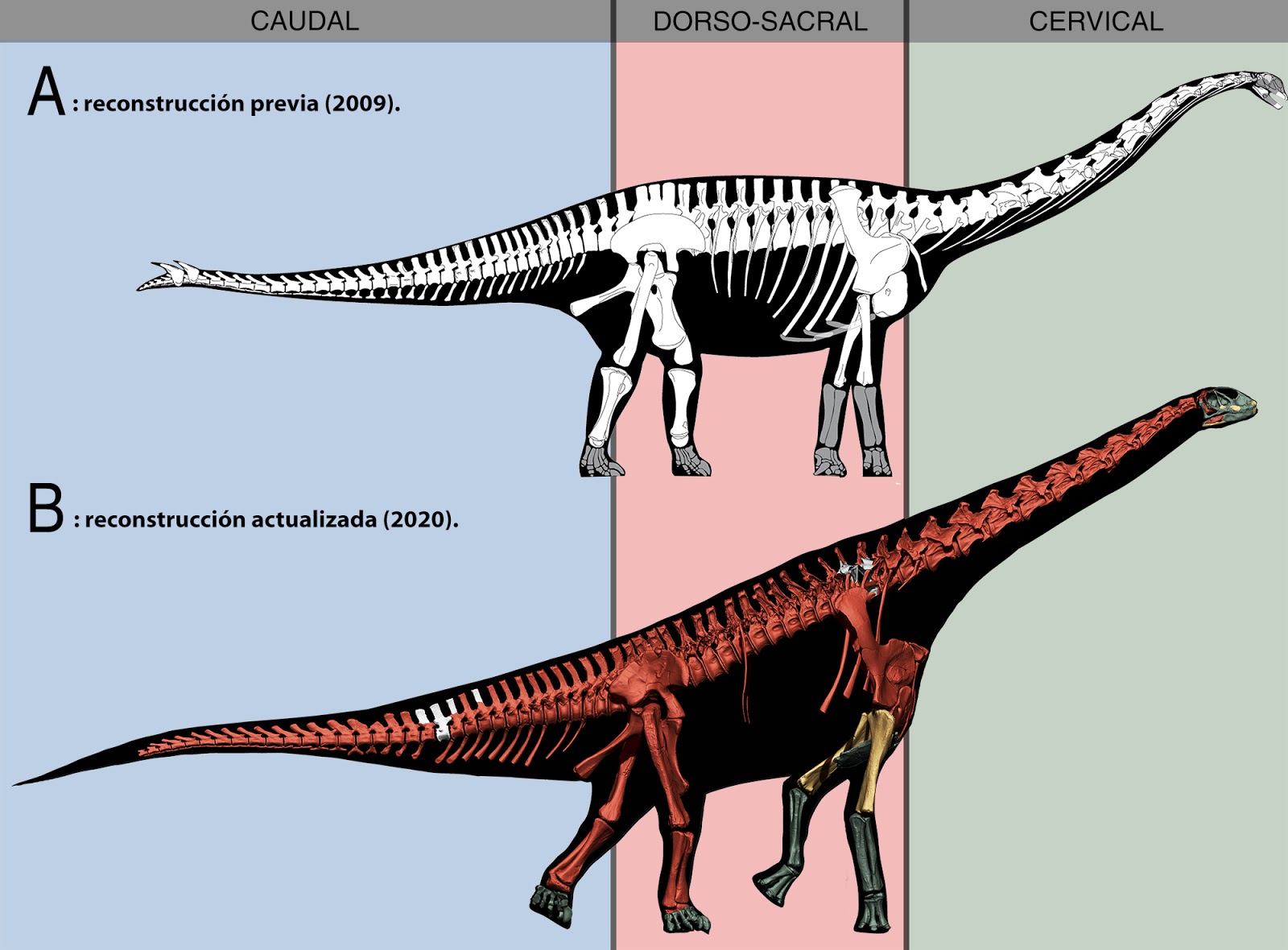 Spinophorosaurus revela una posible innovación clave para los ...