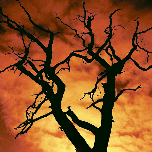 Something wicKED this way comes....: It's Arbor Day....go out and plant ...