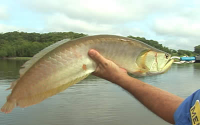 Aruana - Fishes