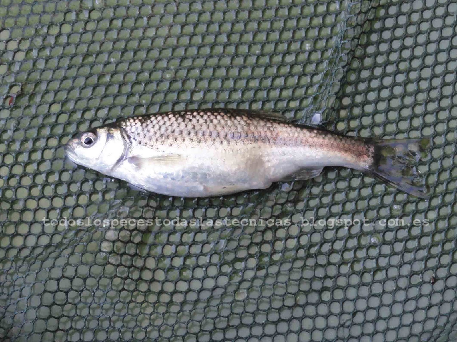 Pequeños peces de río - Little river fishes - Todos los peces, todas ...