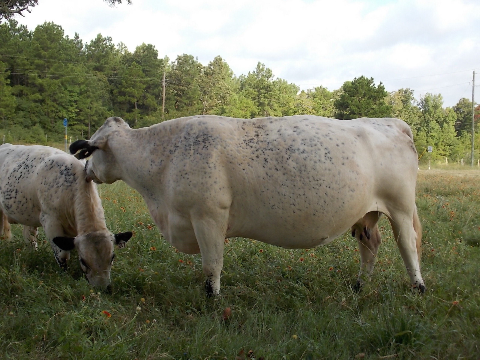 Jimmie's Blog - British White Cattle & More: British White Cows for ...