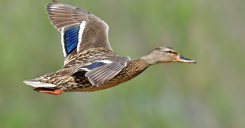 WILDLIFE GATEWAY: Canards colverts et Hérons cendrés en vol
