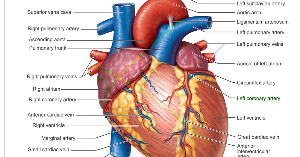 Anatomi Jantung dan Pembuluh Darah | Blog Kardio Indonesia