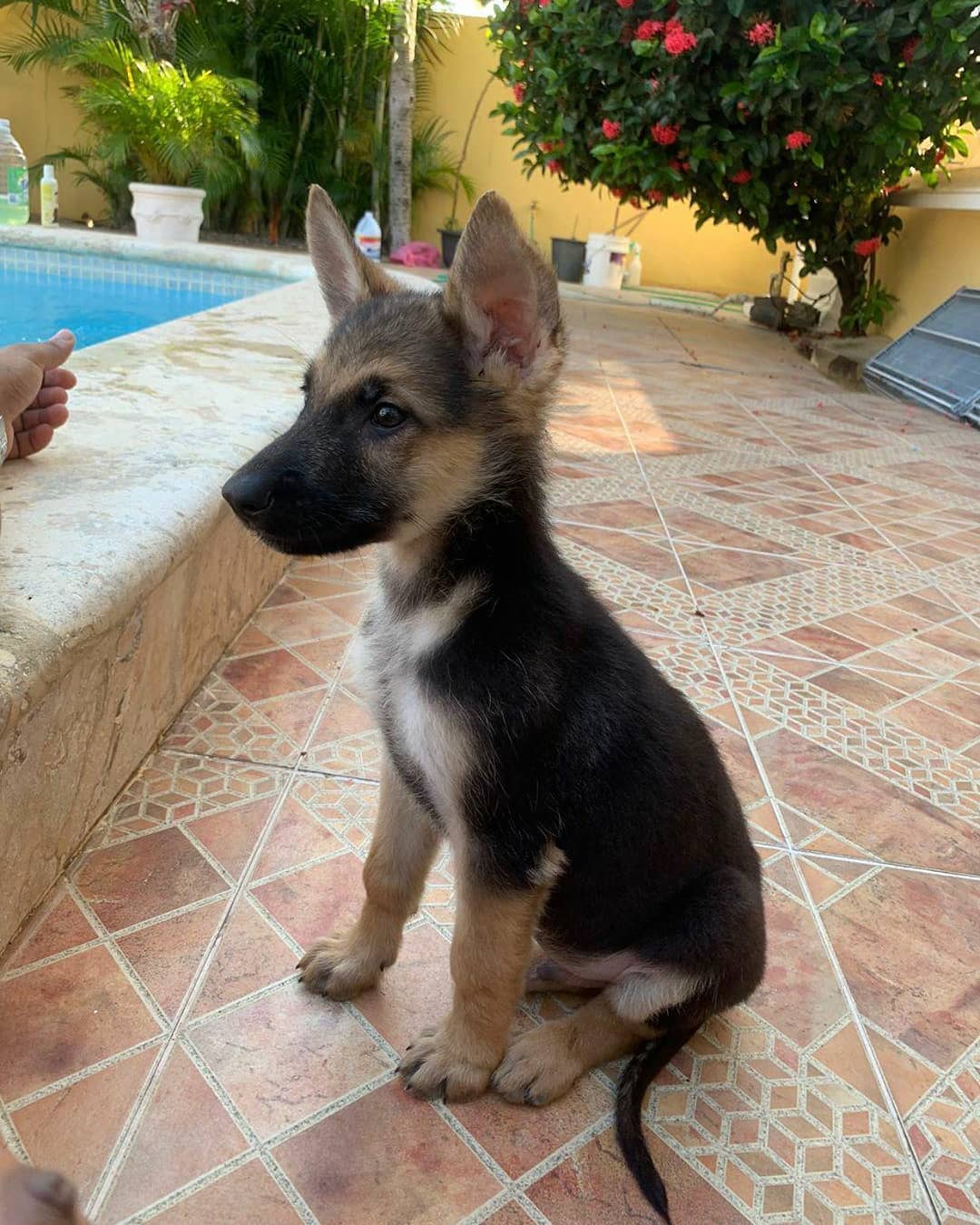 El PERRO PASTOR ALEMAN CARACTERISTICAS Y CUIDADOS PARA ESTE PERRO ...
