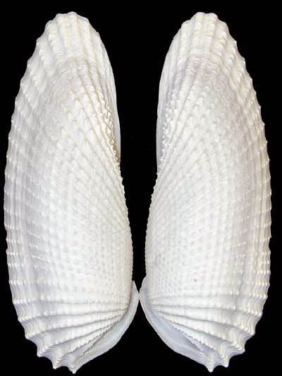 Conchology101: Angel Wing Shell