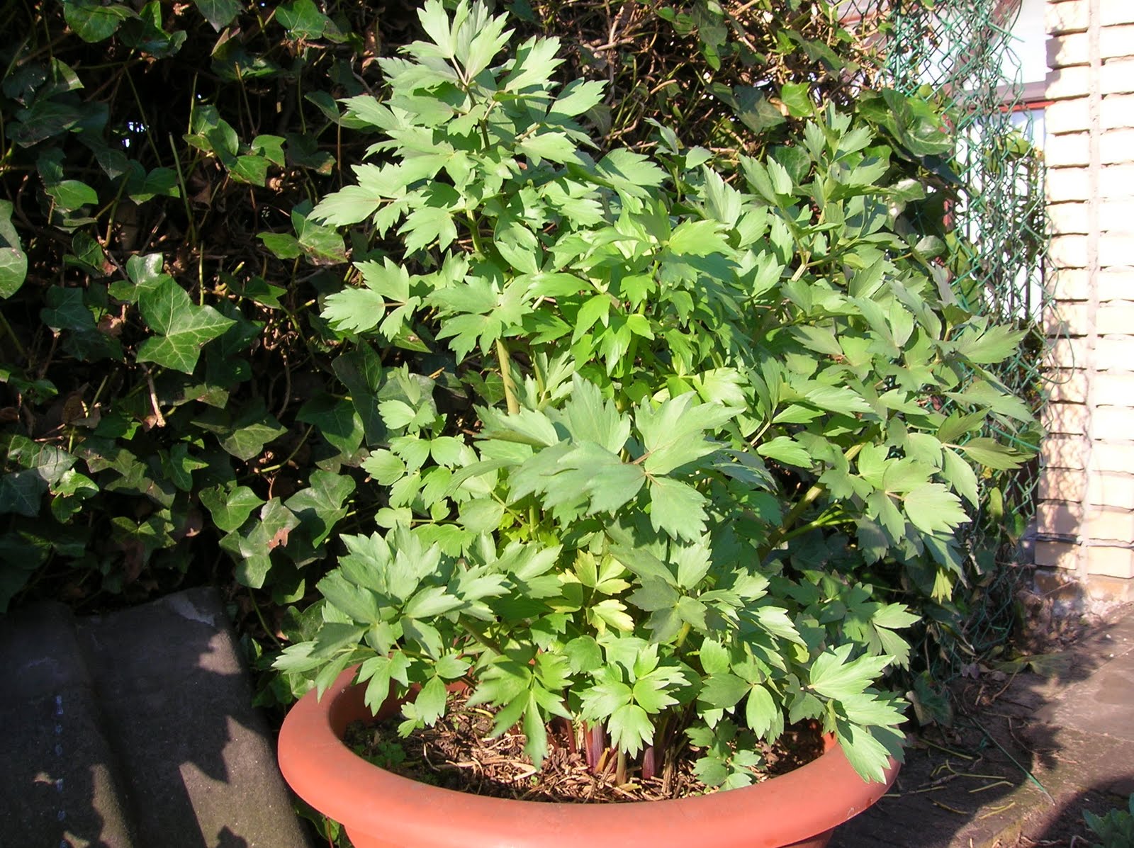 welvaertshof: De lavas groeit aardig