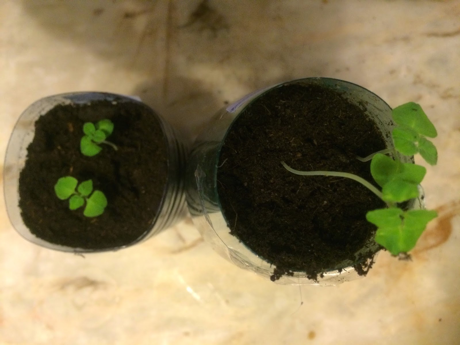 LE POTAGER DE BALCON DE MADAME LAITUE À PARIS : SAUGE ORNEMENTALE ...