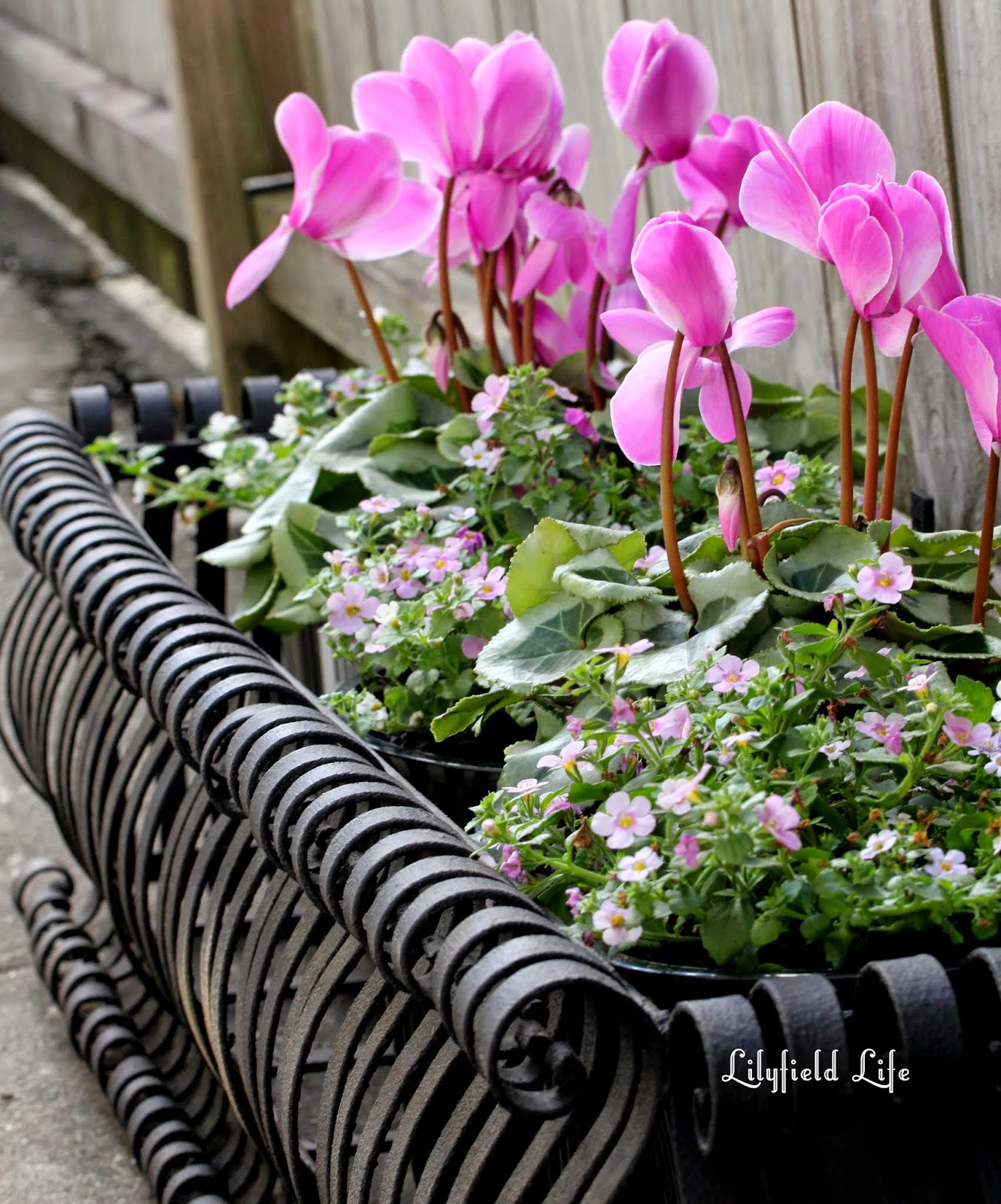 Lilyfield Life: Vintage French Planter Box