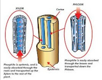 Petak Semai: XYLEM