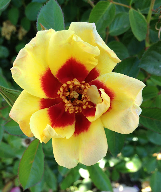 Rose Hybridizing: Improving on 'Eyeconic Lemonade'