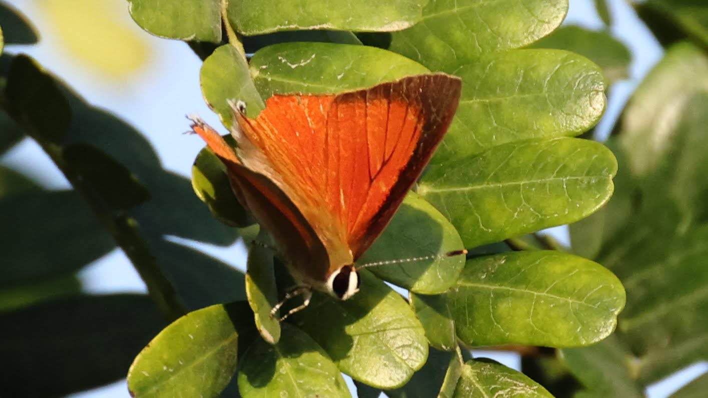 Birding ! Driving ! Soul-searching !: Bird Watching in Greater Rann of ...