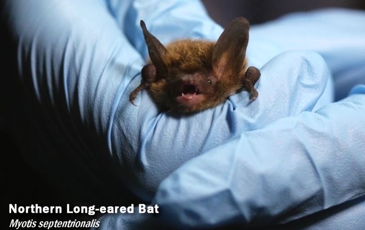 Endangered New Jersey: A Real Halloween Bat Tale