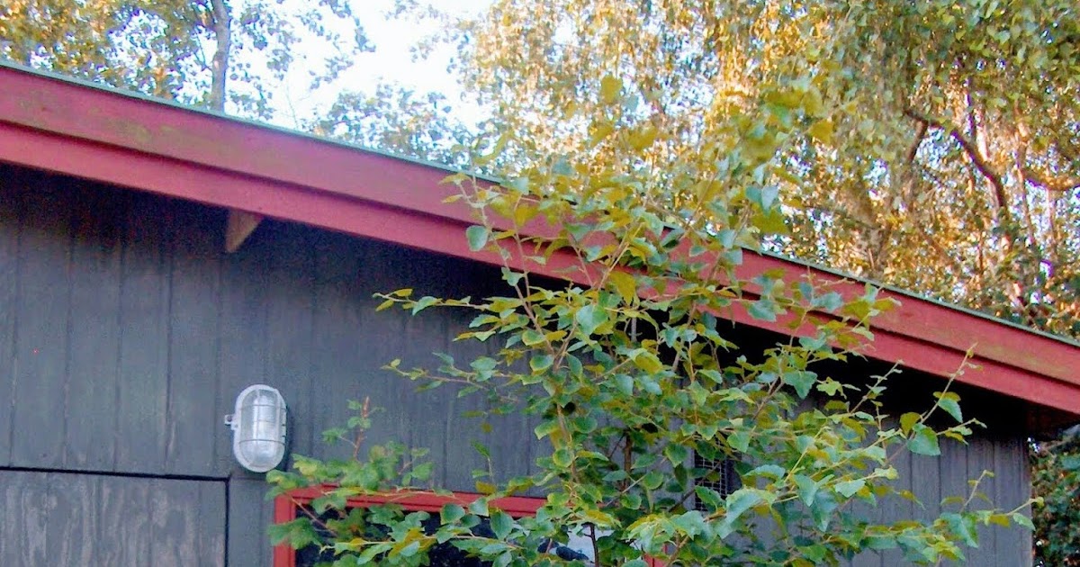 Karen`s Nature Photography: Birch Tree in Front of Old Garden Shed.