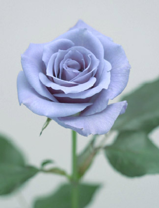 World's First True Blue Roses Naturally ~ Artline : Feel The Creation!