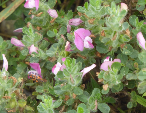 Wild and Wonderful: A 'Floral' Afternoon on the Beach at Aldeburgh