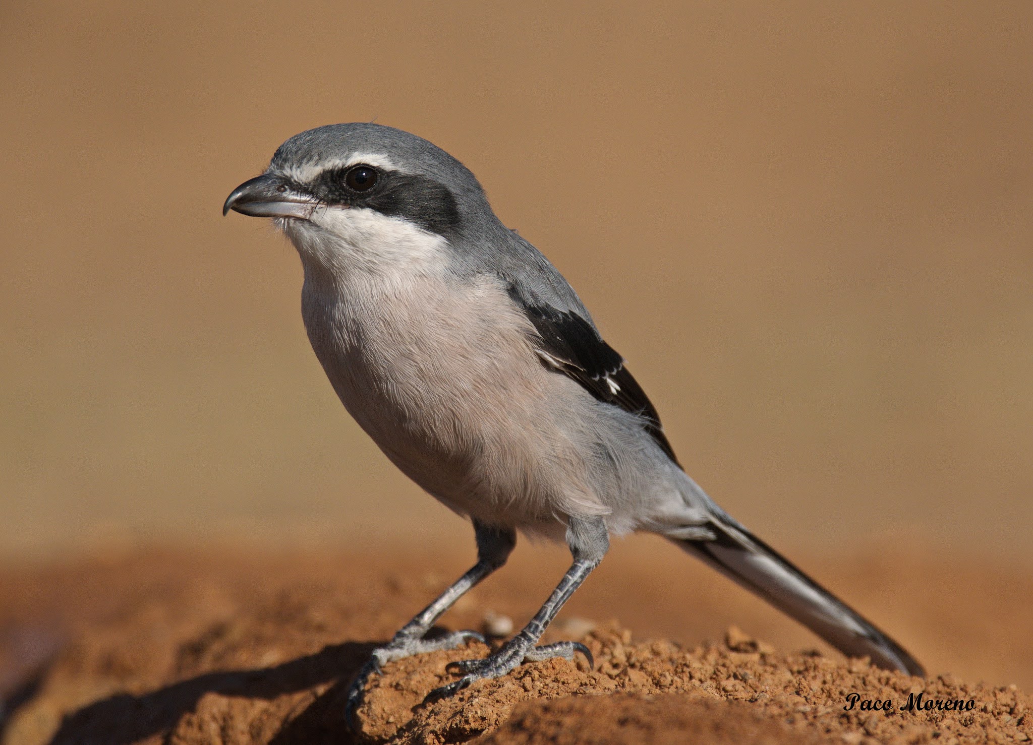 Pozo Alcón Digispaco: Alcaudón Real.