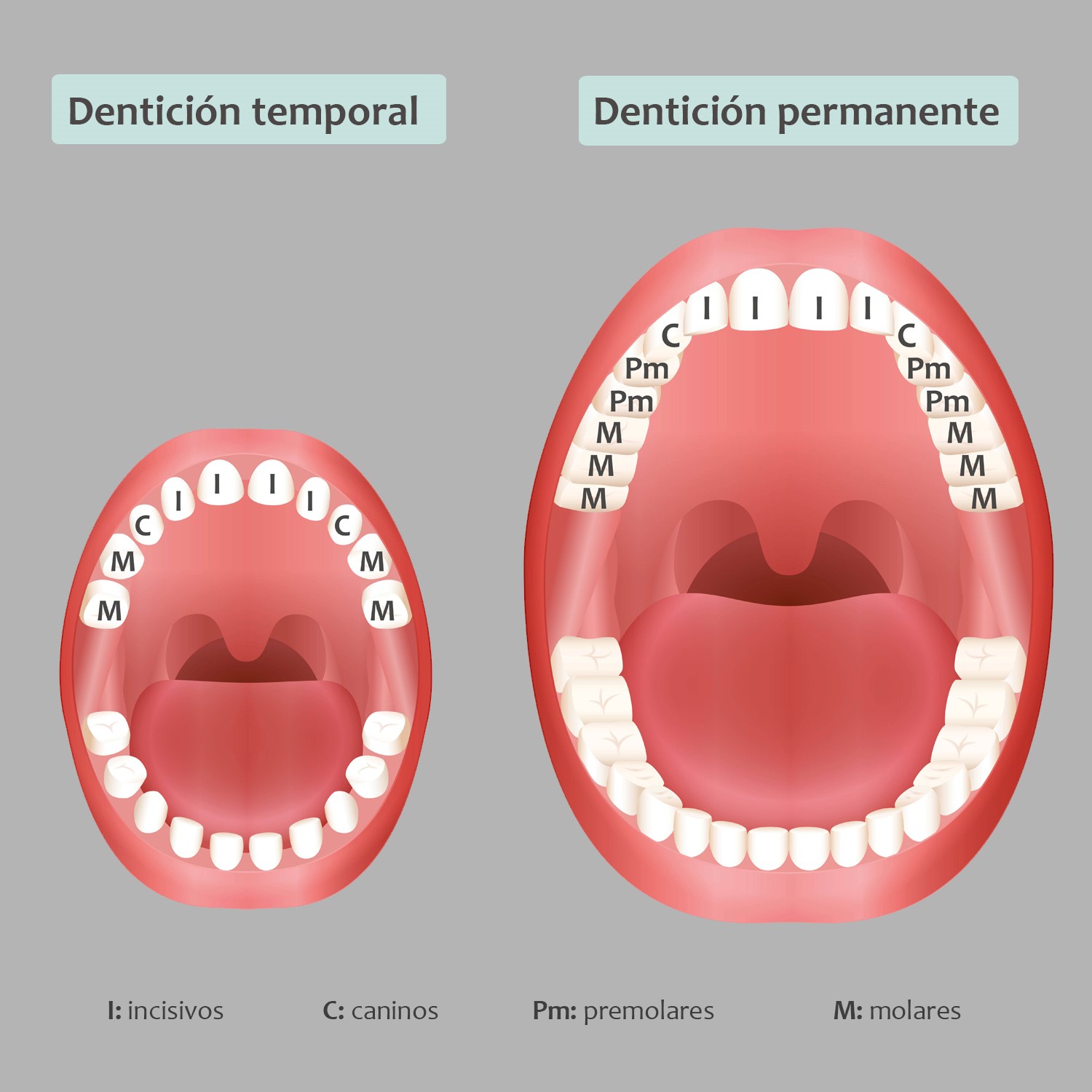 SALUD ORAL : Dentición decidua Vs Dentición permanente.