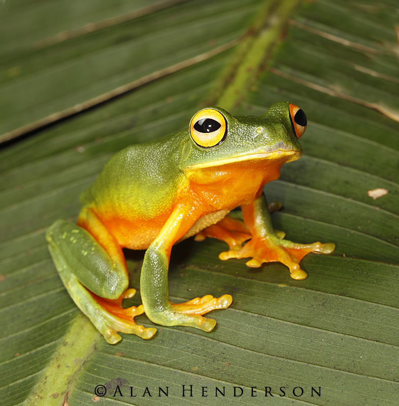 Minibeast Wildlife - Rainforest Encounters: Colourful visitor