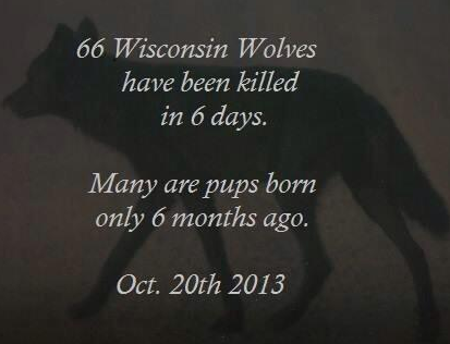 STOP WOLF HUNTS: "HOUNDING" + TRAPPING ~ ACTIONS + NEWS