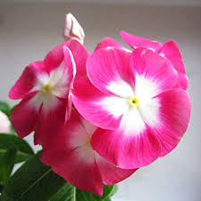 PERIWINKLE (SADABAHAR) - CATHARANTHUS ROSEUS | FACTS AND BENEFITS ...