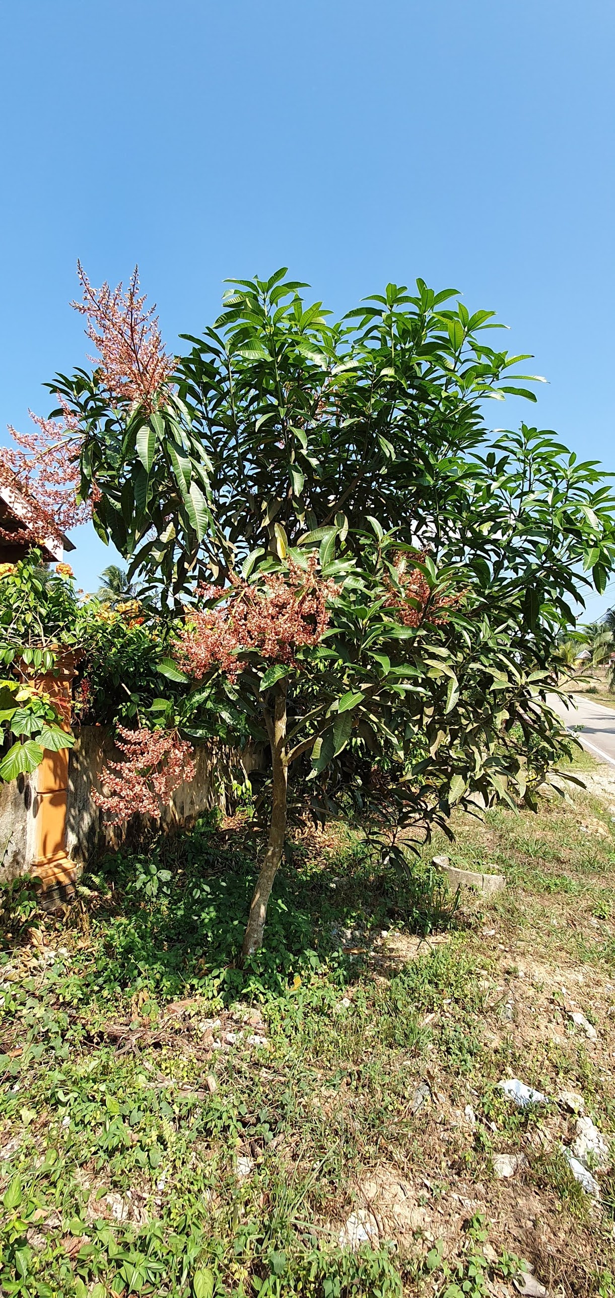Warisan Petani: Pokok Kuini Pun Berbunga