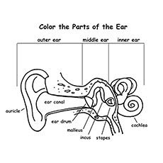 Simple ear diagrams | Ear diagram with labels | Inner ear diagram ...