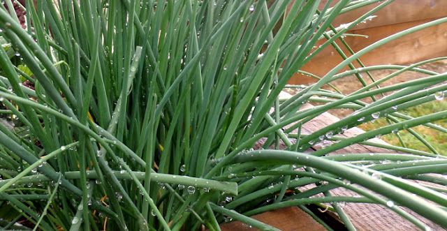DISFRUTAR CON EL HUERTO Y EL JARDÍN