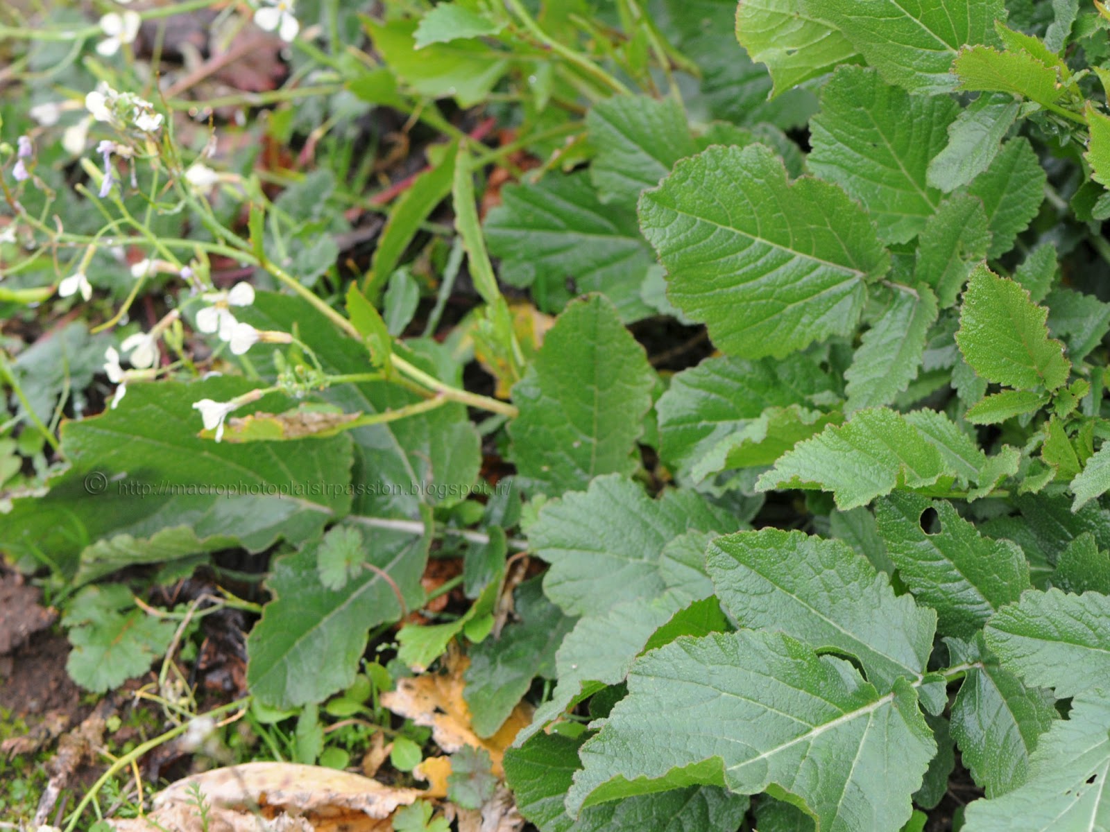 Macrophoto plaisir passion: La Ravenelle, Raphanus raphanistrum