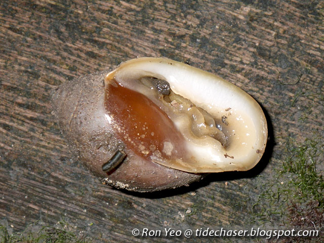 tHE tiDE cHAsER: Hollow-shelled Snails (Phylum Mollusca: Family ...