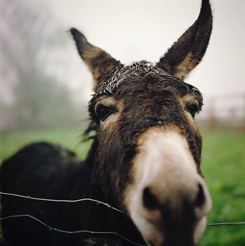 Le blabla d'Emeralda: Tête de mule un jour... Toujours