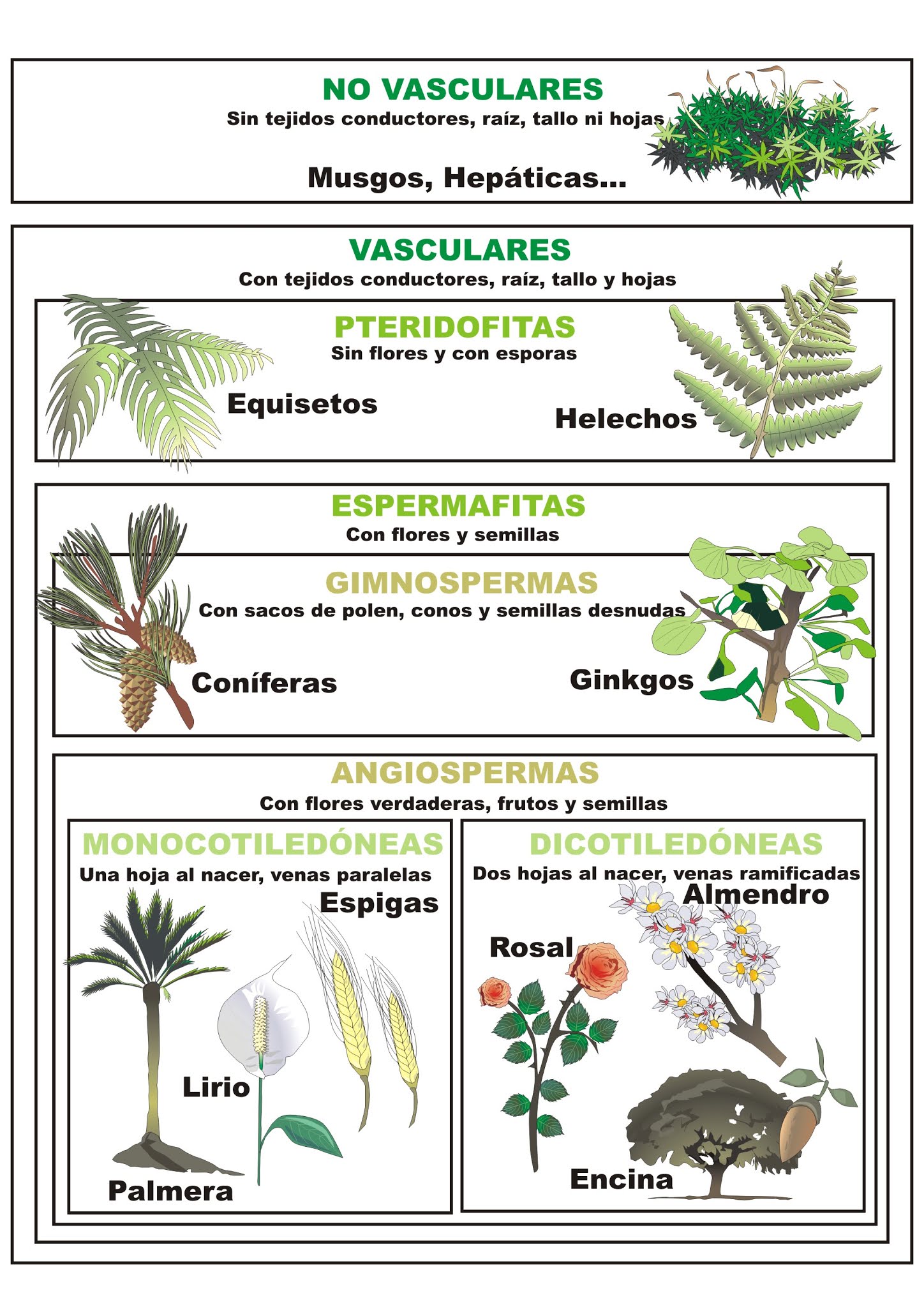 BIENVENID@S AL MARAVILLOSO MUNDO DE LA BIOLOGÍA7: CLASIFICACIÓN DE ...