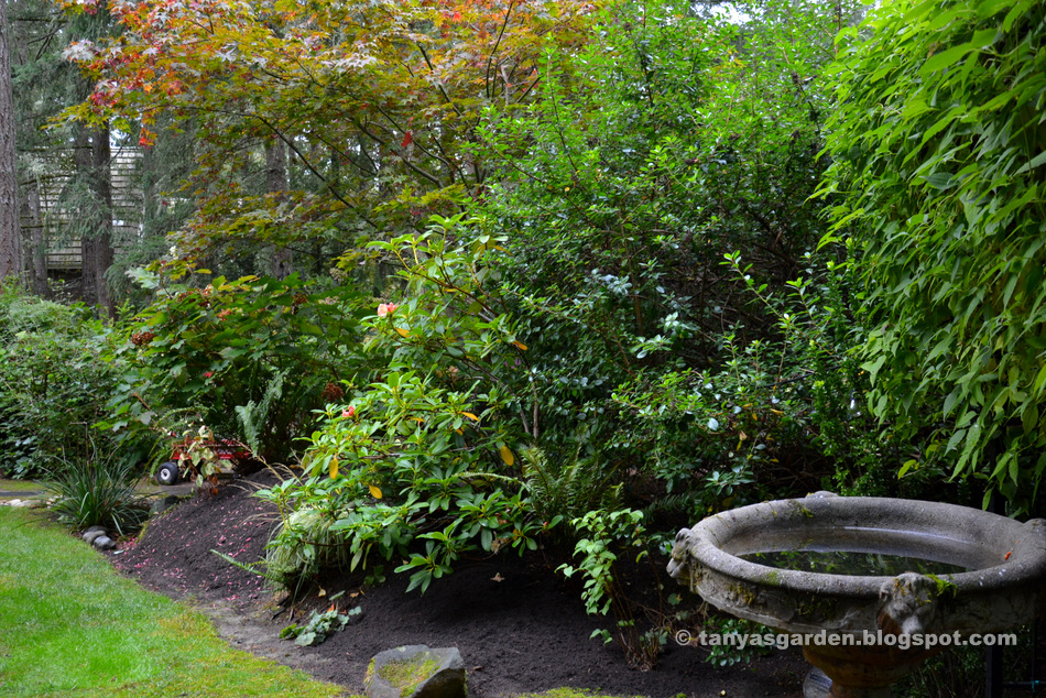 MySecretGarden: Fall Garden Snaps