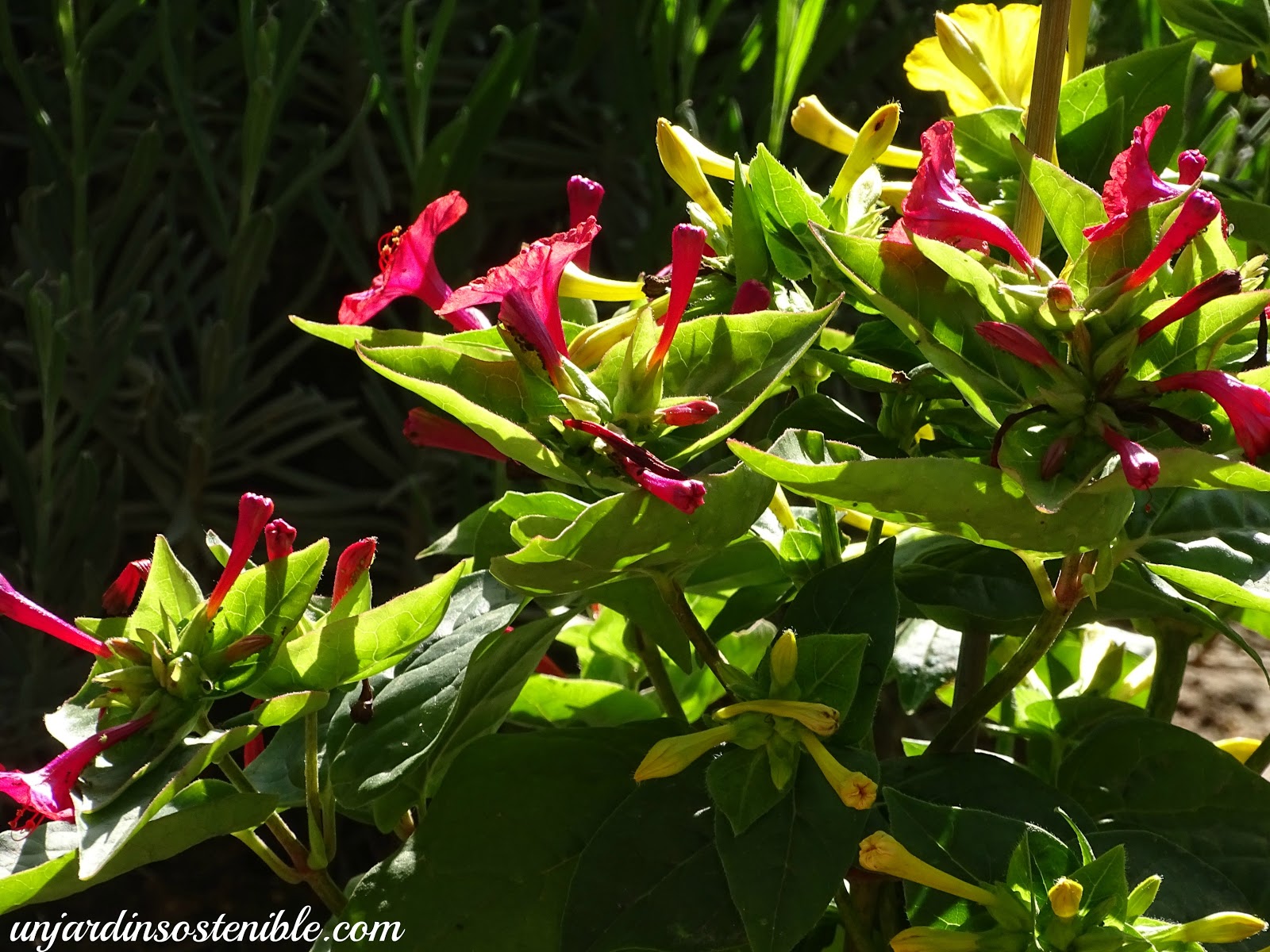 Mirabilis jalapa (Don Diego de noche, Don Pedros, Periquitos etc.)