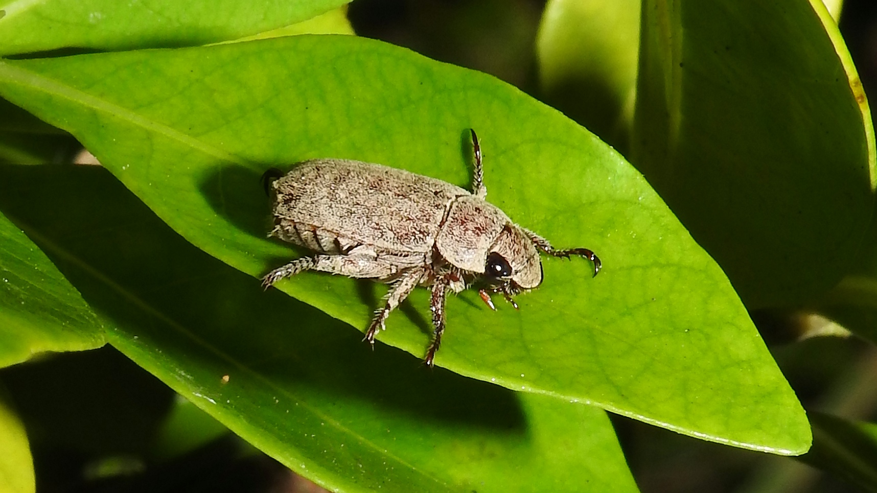 台灣-鳥類與昆蟲-自然觀察記錄: 中華褐金龜/中華長金龜/中華喙麗金龜 Adoretus sinicus