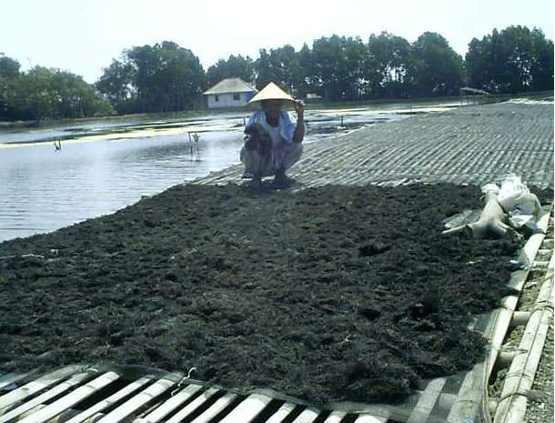 Gracilaria Sp Seaweed Cultivation Methods in Ponds Poly ...